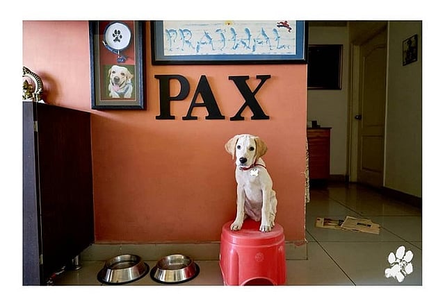 The ‘pawparazzi’ is here: Meet the Hyderabad 22-yr-old who photographs pets