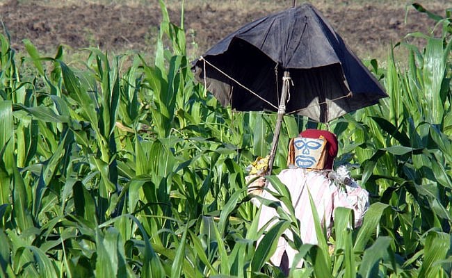 In pictures: Scarecrows have evolved into works of art reflecting the ...