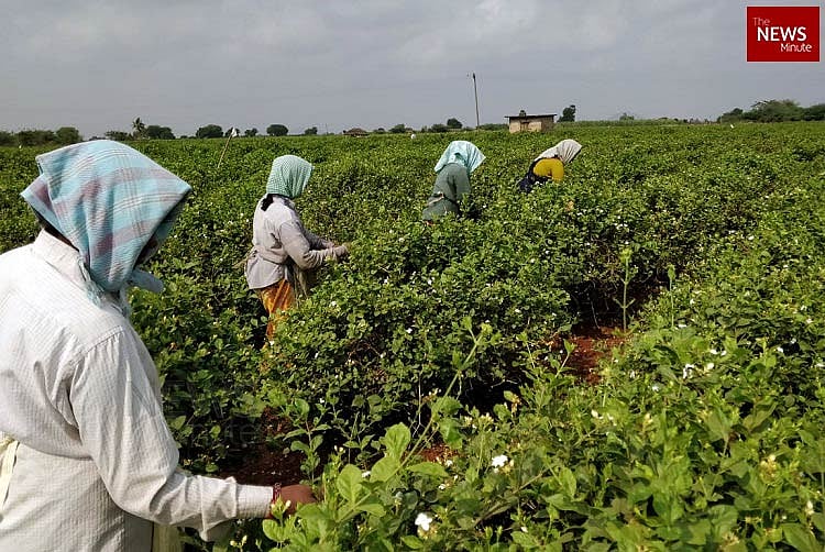 Centre releases PM-KISAN funds to 43.2 lakh Andhra farmers