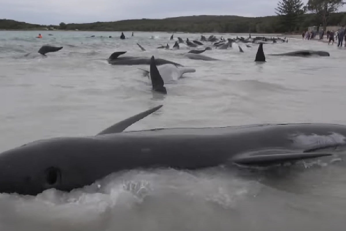 Australia: Over 50 pilot whales dead in mass stranding