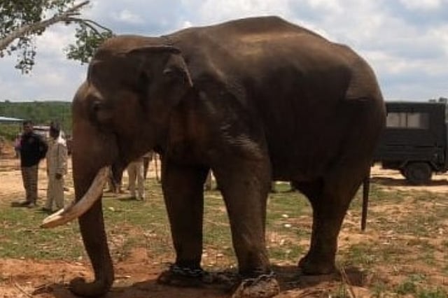 Mysuru Dasara's legendary elephant Balarama succumbs to illness