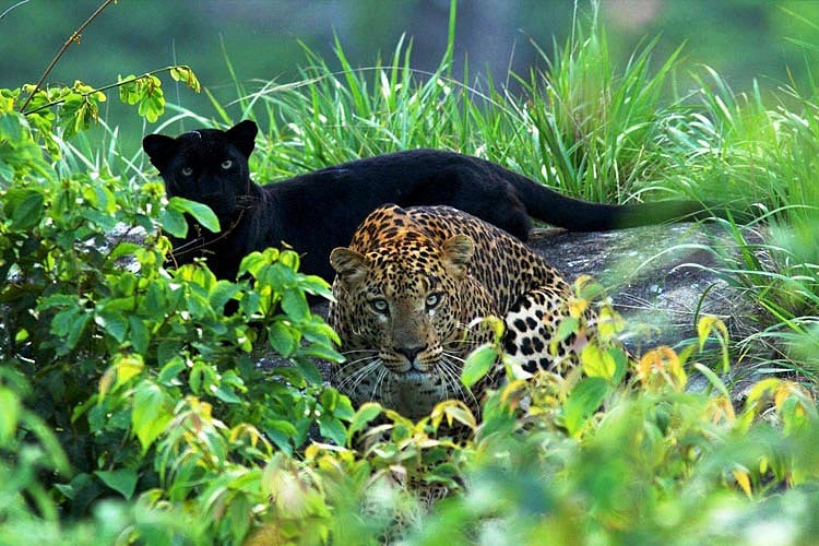 Black panther and leopard spotted together, TN photographer captures ...