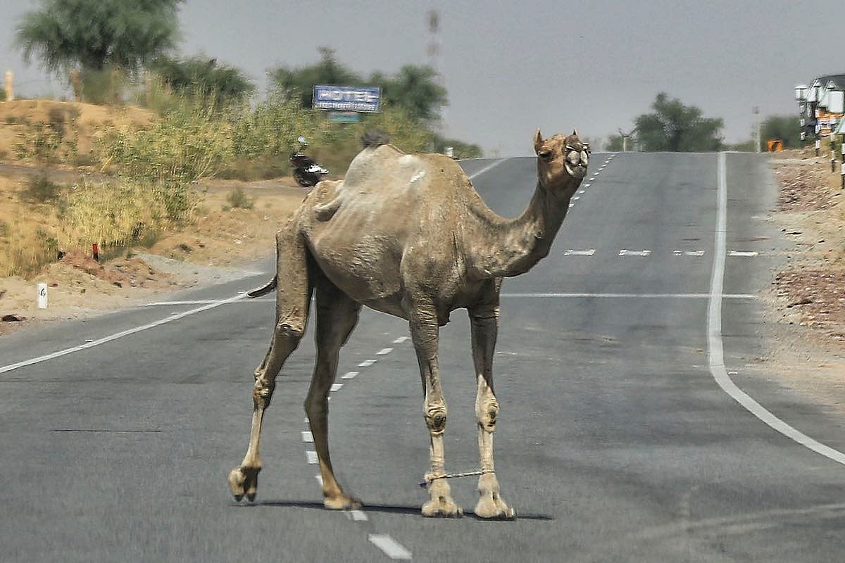 Indian youth dies, six others injured after camel crashes into car in ...