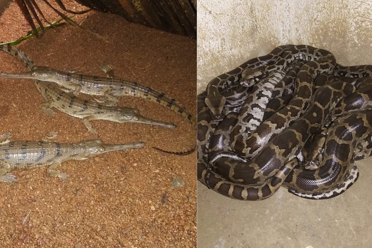 Chennai's iconic Snake Park needs your help to survive this pandemic