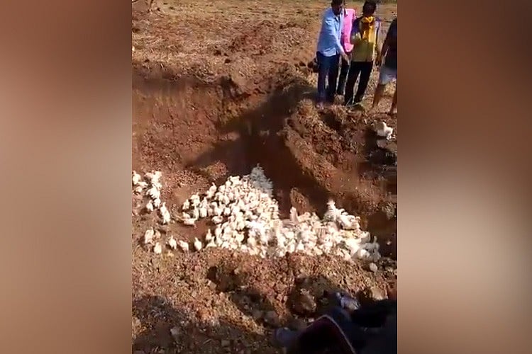 Watch: Thousands of chickens buried alive in Karnataka over coronavirus ...