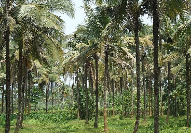 K'taka govt plans to market ‘neera’ to earn Rs 4,500 crore income