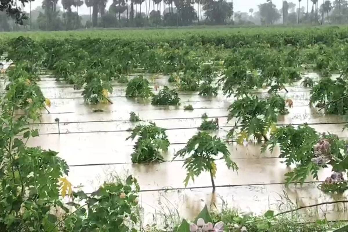 Andhra floods: 67,864 hectares of crops damaged across eight districts