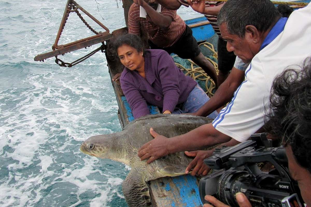 Meet the Chennai woman behind one of India's largest sea turtle ...