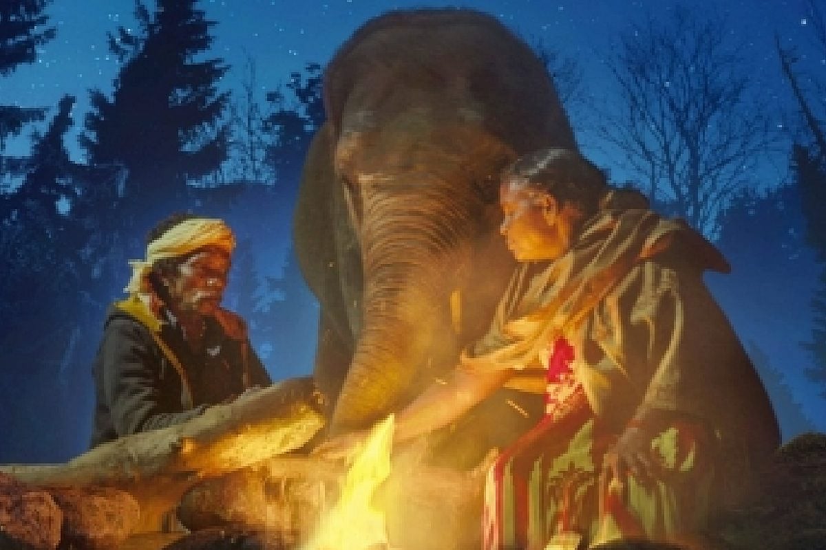 All three Indian entries to the Oscars are rooted: The Elephant ...