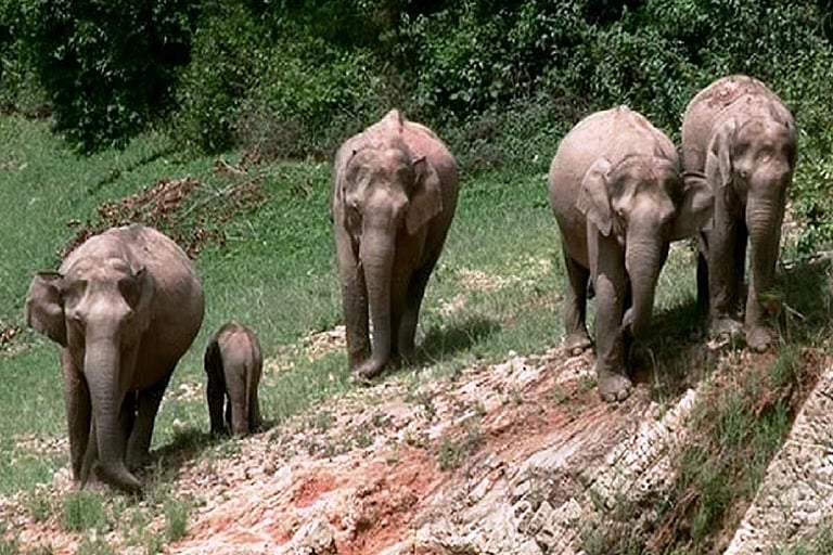 Elephant population in TN increases by 100 since last year