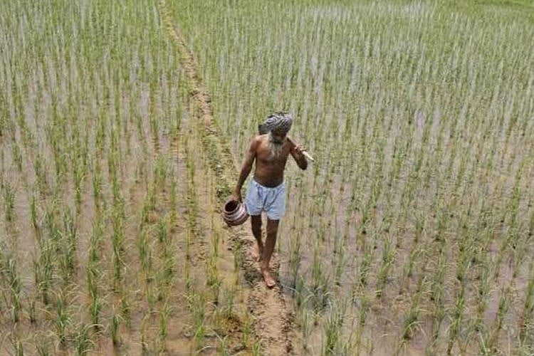 Andhra Pradesh to develop 10 districts as horticulture clusters