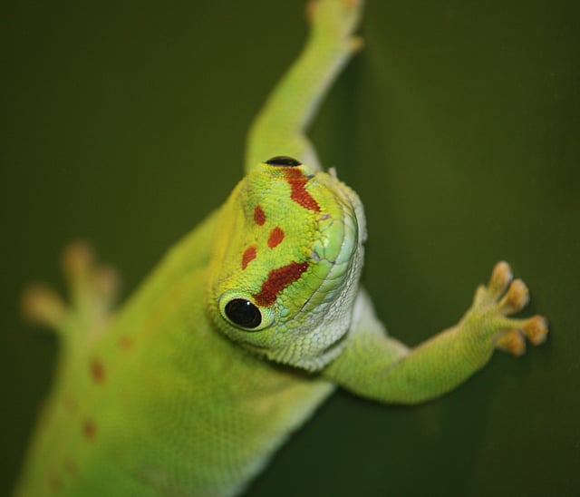 Four geckos missing from Kolkata zoo