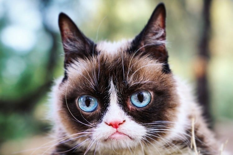 Goodbye, Grumpy Cat: Internet sensation cat that inspired viral memes dies at 7