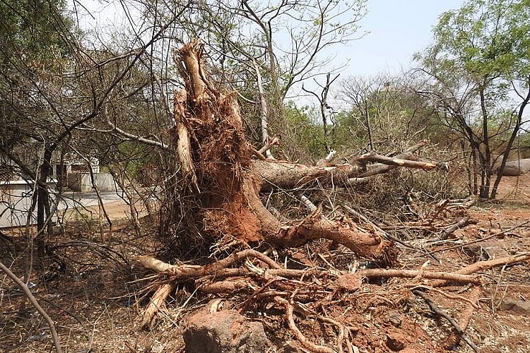 University of Hyderabad chops several trees on campus for new road ...