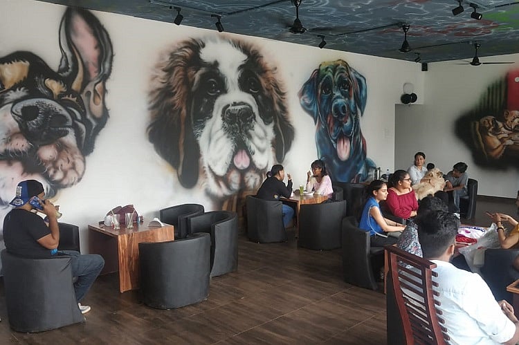 Mangaluru dog lovers, a new cafe welcomes humans and their four-legged ...