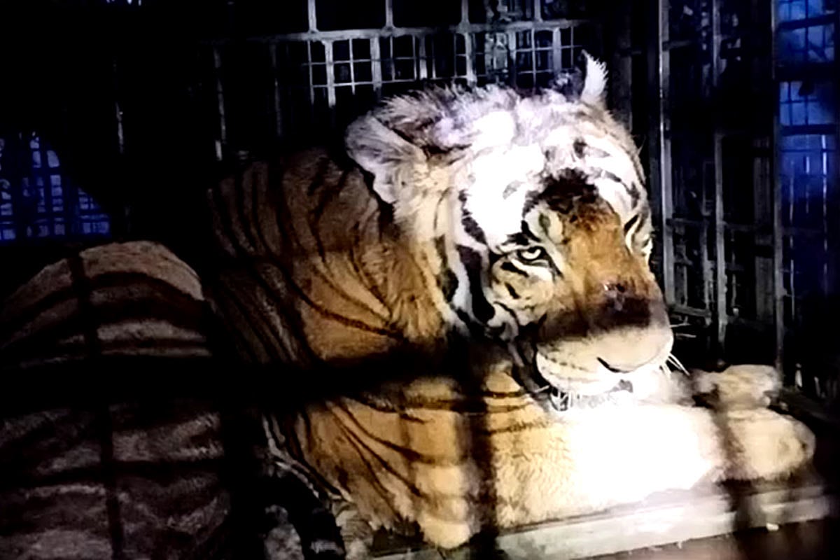 Tiger that killed 10 cows in Kerala’s Munnar finally captured by Forest ...