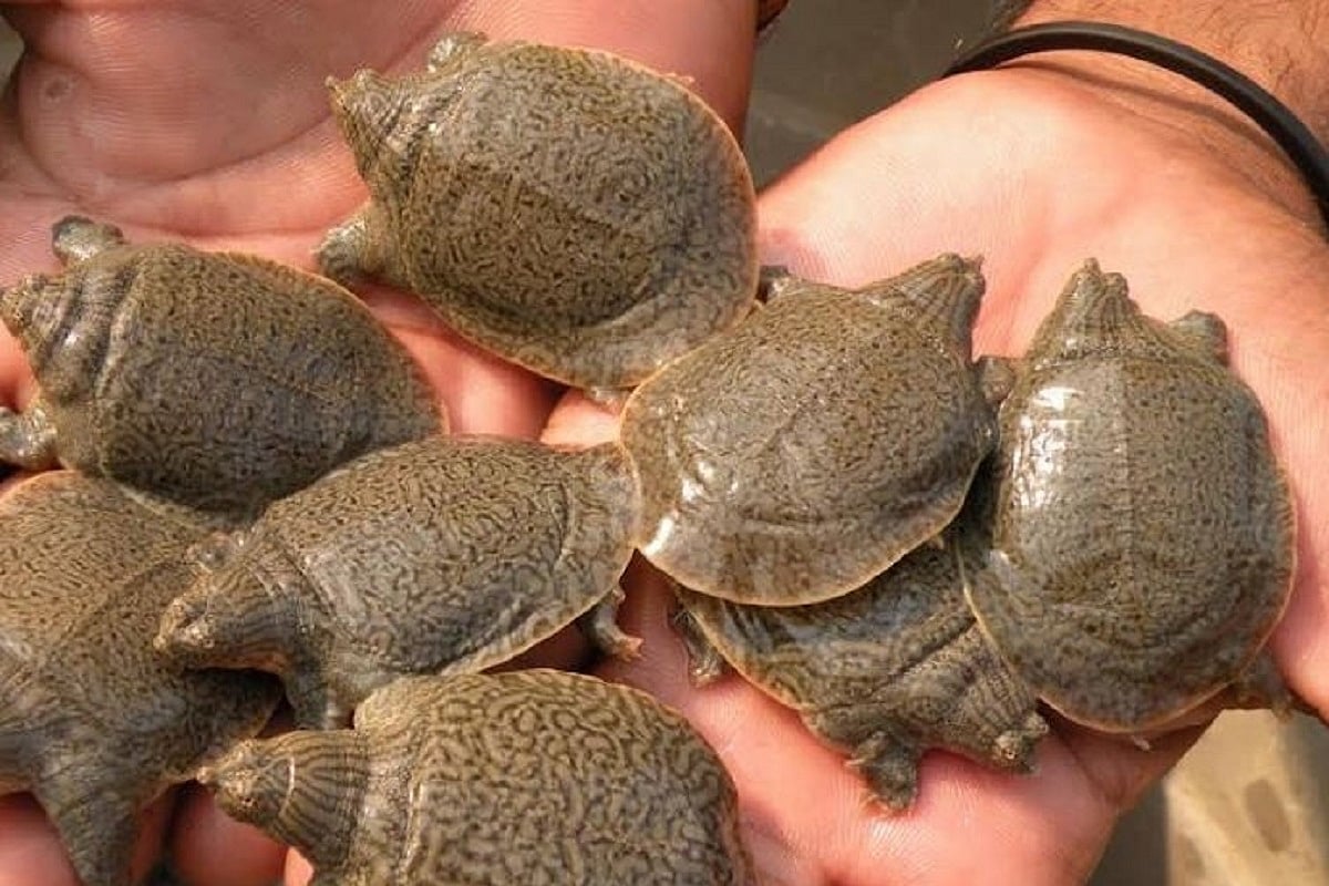 RPF recovers 157 turtles from North East Express, 9 arrested