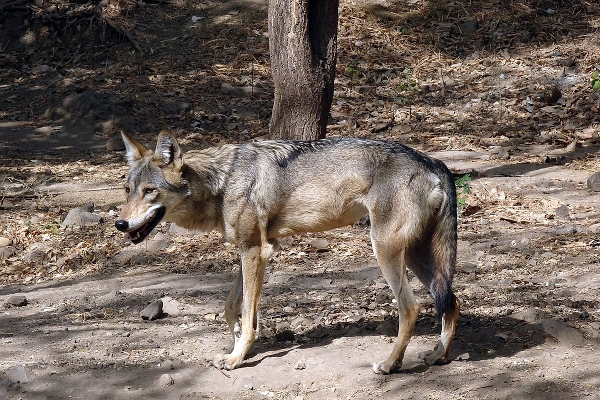 Karnataka to get its first wolf sanctuary at Bankapur