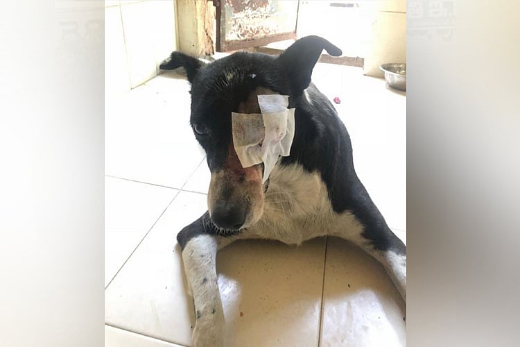 Chennai man arrested for throwing brick on dog, causing it to lose an eye