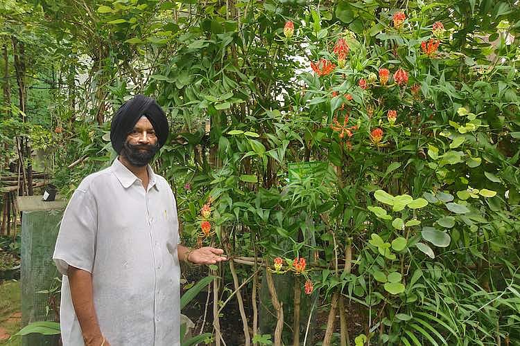 From sandalwood trees to herbs, this Chennai man's garden is a mini forest