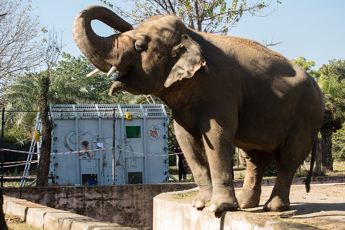 World’s ‘loneliest’ elephant Kaavan to get new home in Cambodia