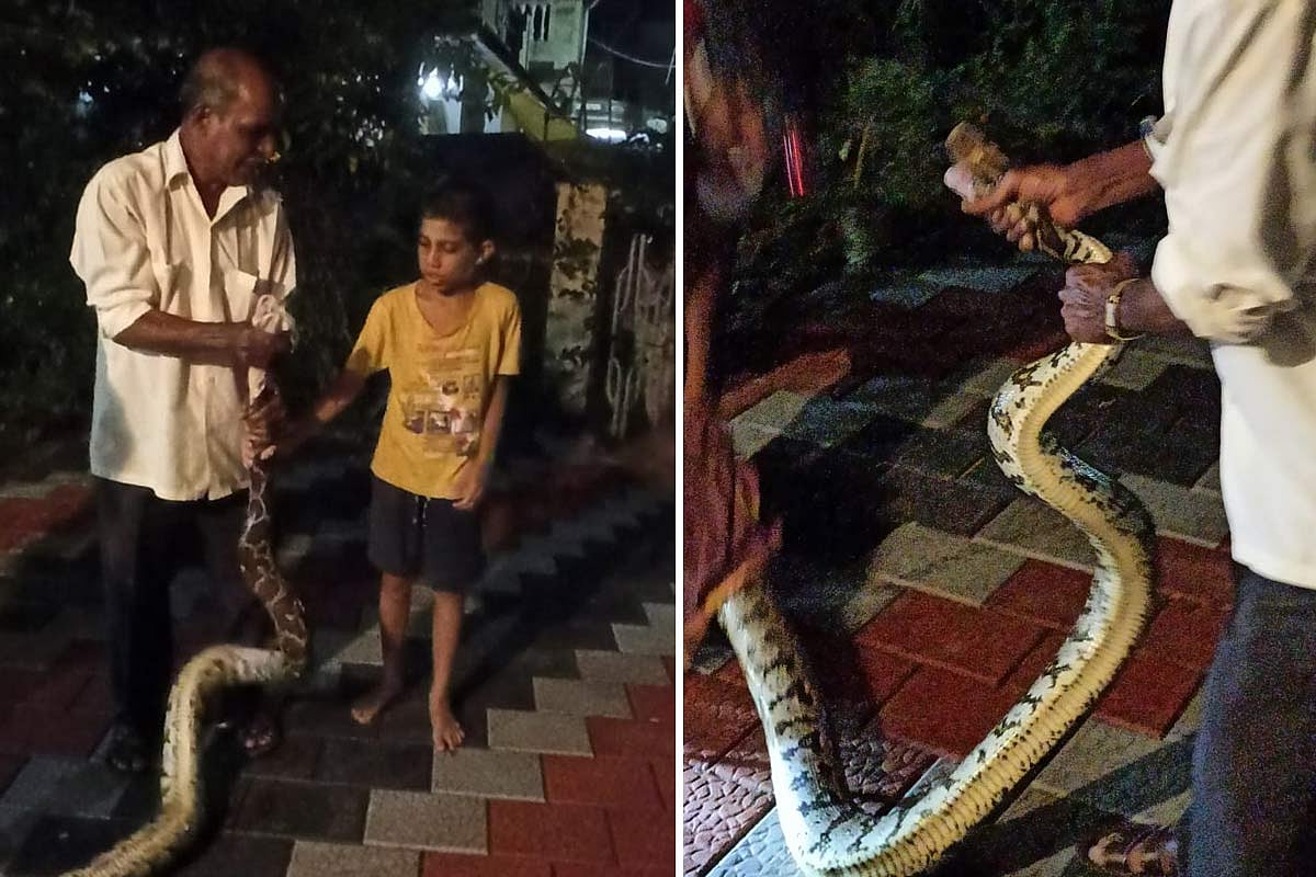 Python attacks Karnataka boy, the 10-year-old kicks it on its head to ...