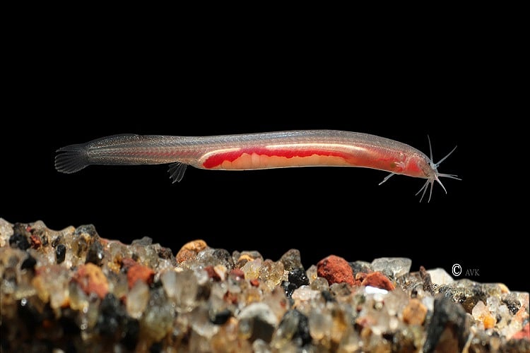 This new species of eel-like fish popped out of a tap in a Kerala man's ...