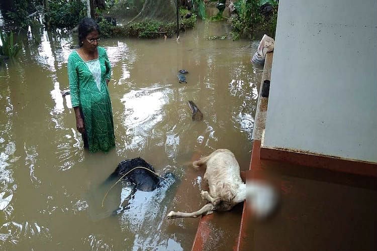 Receding water leaves behind hundreds of animal carcasses in flood-hit ...