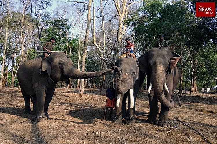 Kerala’s own Kumki squad: Elephant training camp in Wayanad reopens ...