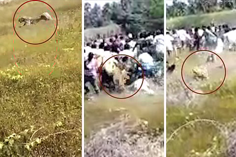Leopard charges at crowd and injures 4 in TN’s Vellore, visuals go viral