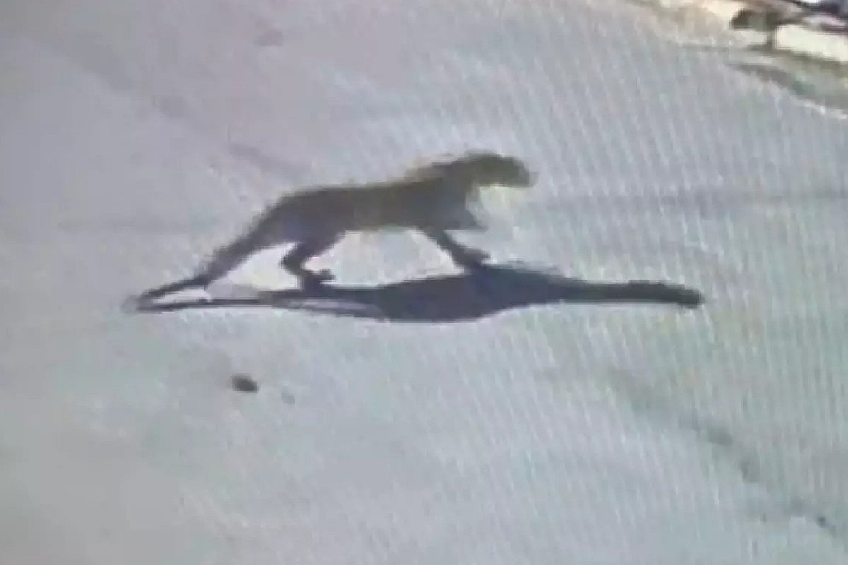 High alert in Bengaluru’s Kengeri and nearby areas after four leopards ...