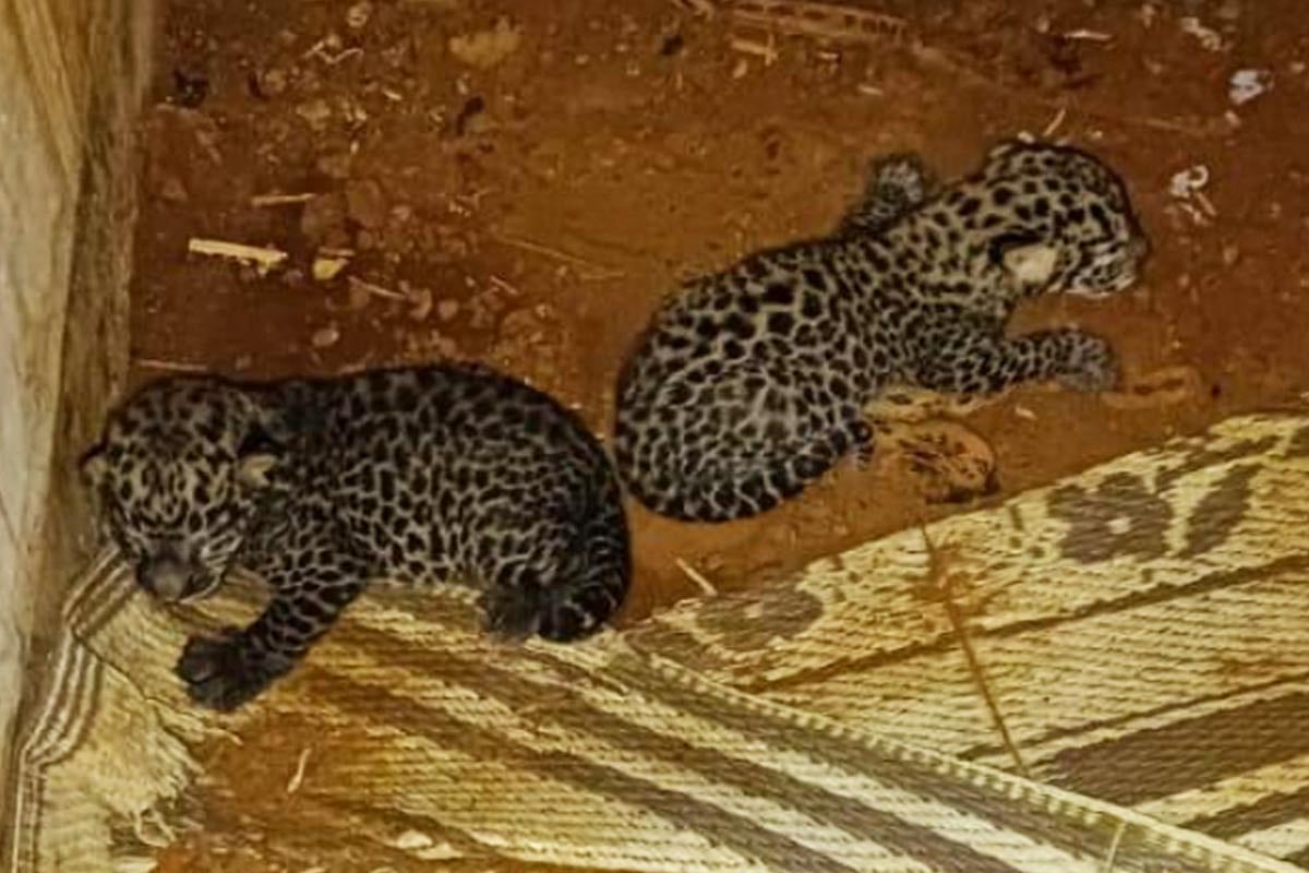 A leopard, a cage and two cubs: How a big cat bamboozled forest ...