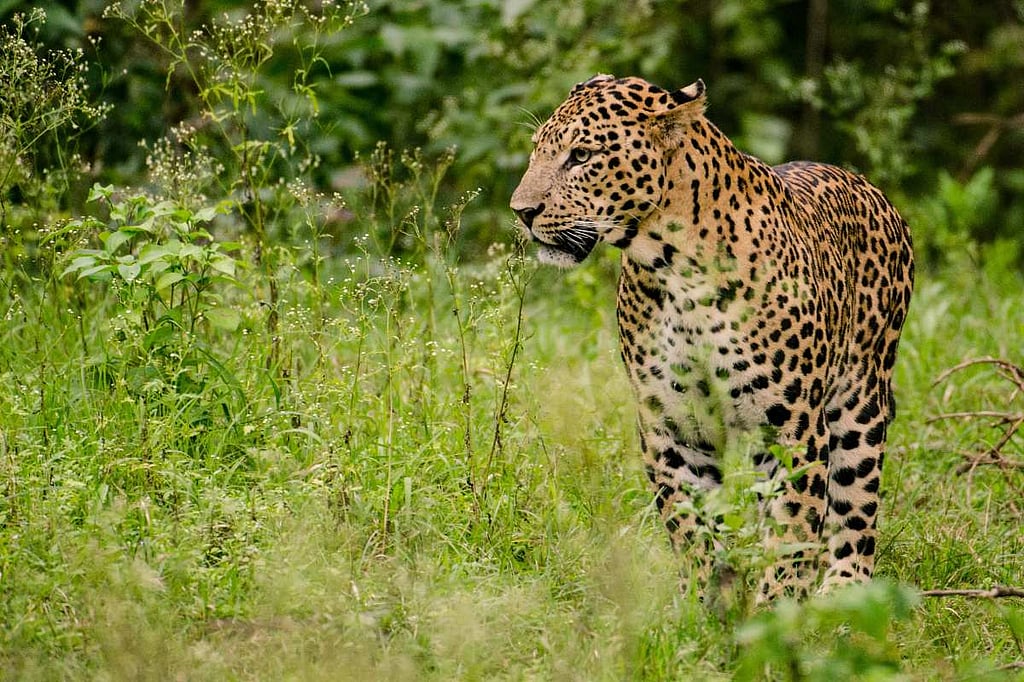 Karnataka forms leopard task force to address human-animal conflict in ...
