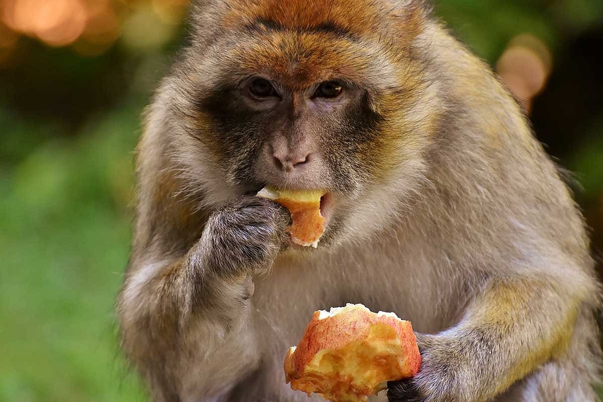 Three men behind viral monkey killing video arrested in Telangana