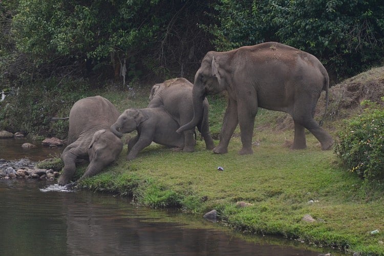 Why wild animals in Munnar are venturing out onto streets during the ...