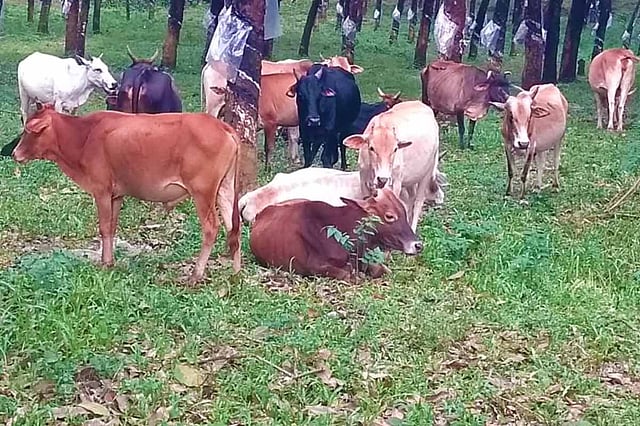Meet the Kerala farmers on a silent mission to conserve native cows