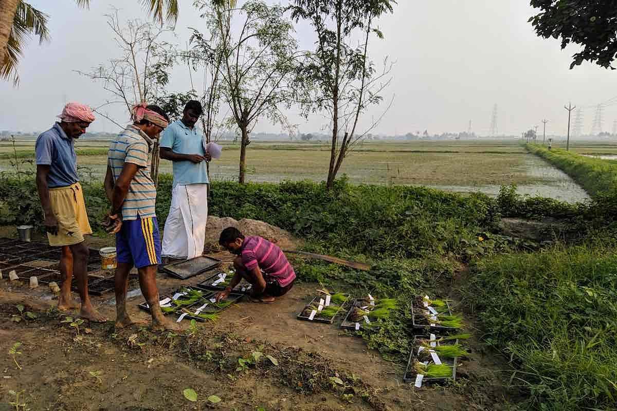Kaatu Yaanam to Ratha Sali: TN foundation conserves 156 varieties of ...