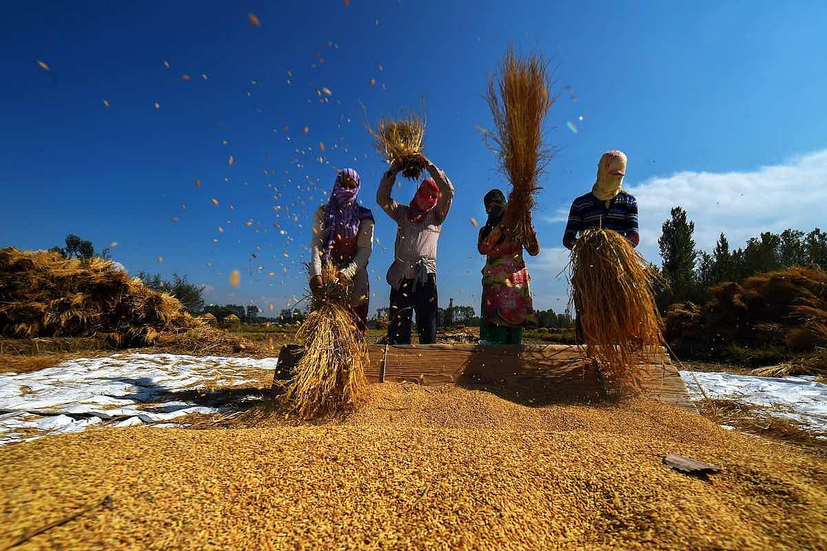 Tamil Nadu’s paddy procurement touches record high of over 32 lakh tonnes