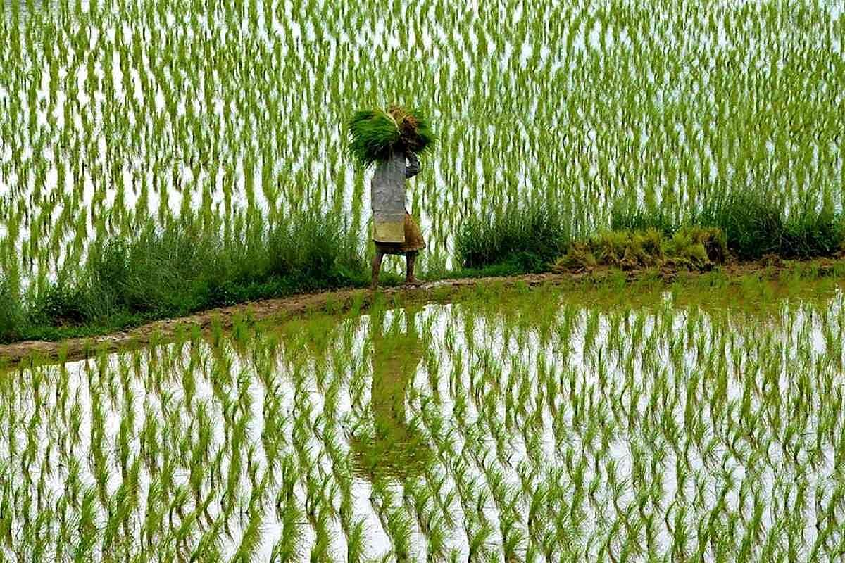 Use Kuttanad paddy fields to store flood water in case of deluge: Expert