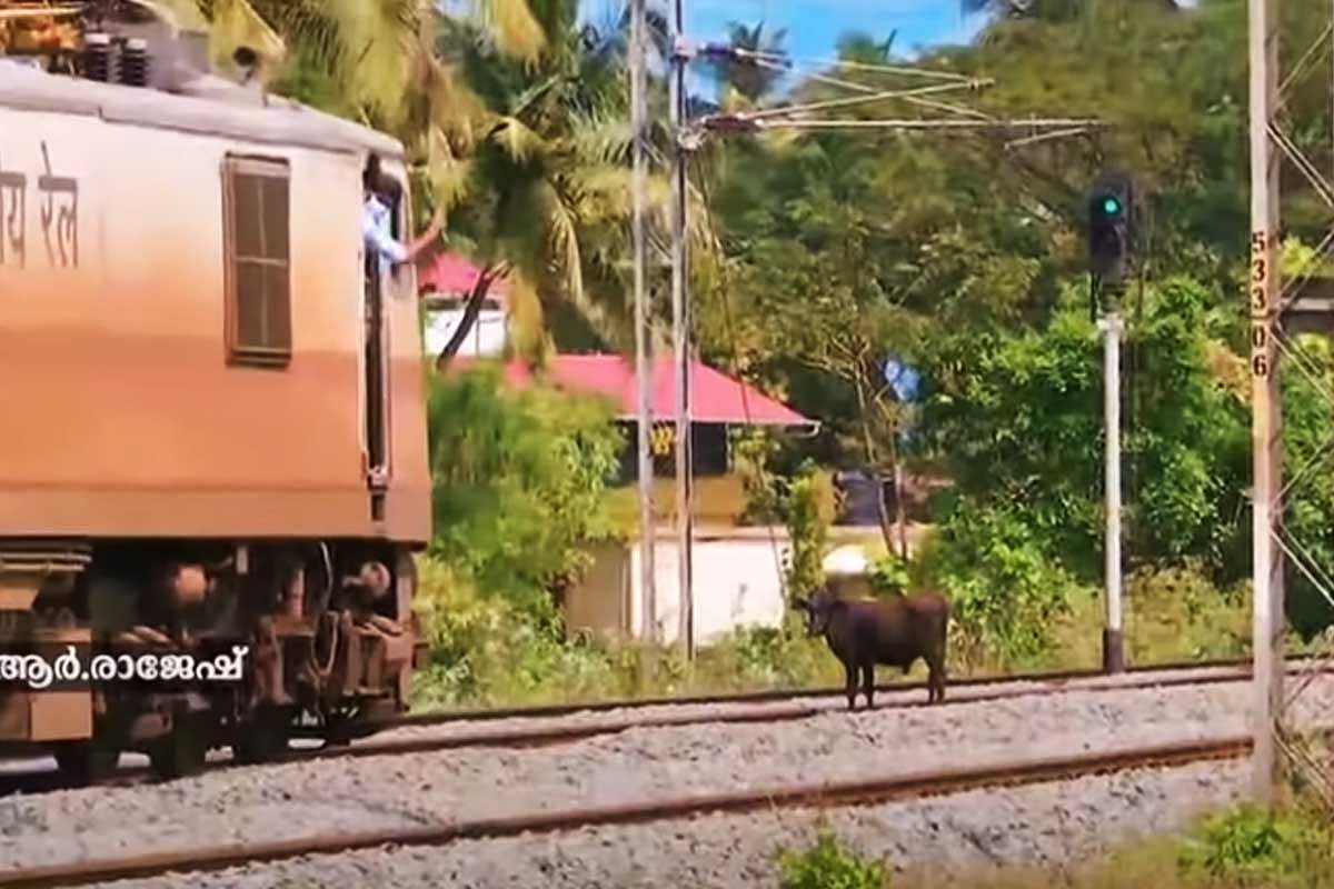 A loco pilot halted a train to save two cows: Kindness captured on camera