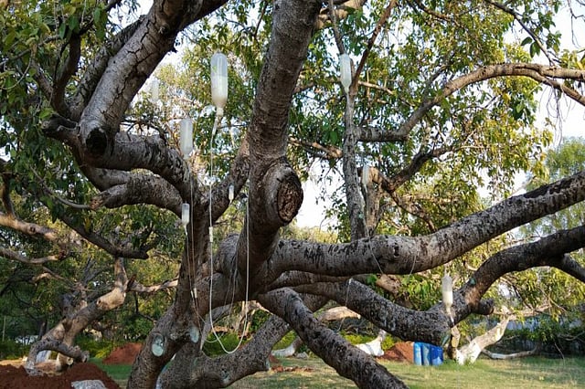 To save 700-year-old Banyan tree, Telangana officials put it on drips