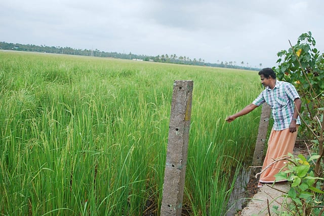 Pokkali rice farming in Ernakulam under threat due to mismanaged ...