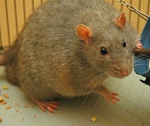 BBMP spends Rs 2 lakh to control rodents in offices, traps just 20 rats