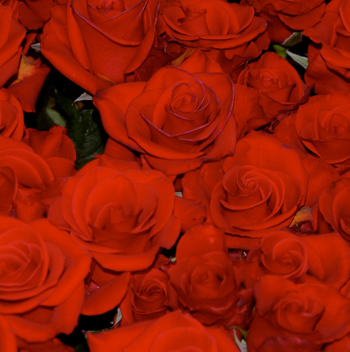 Nepal imports 100,000 red roses from India for Valentine's Day