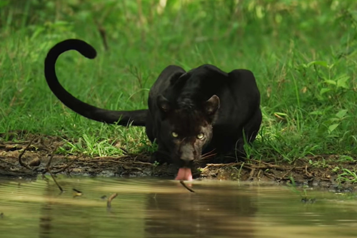 Nat-Geo doc on Kabini black panther to be re-released on Hotstar
