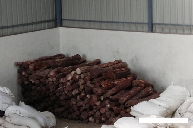 The great forest robbery: How Andhra’s rare red sanders are smuggled ...