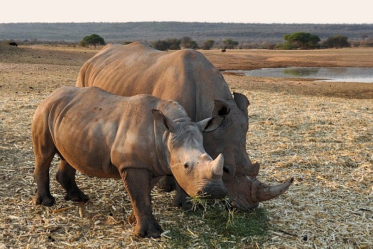 Suspected rhino poacher shot dead in Kaziranga National park