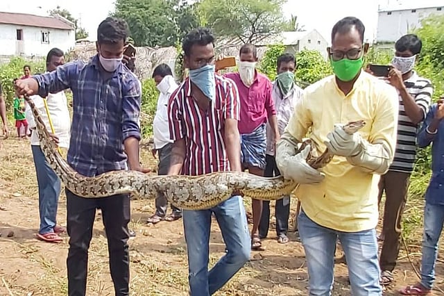 Wildlife rescue team finds 13-foot rock python in farm in Telangana