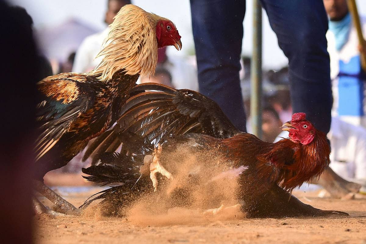 Rooster charged Rs 30 ticket fare for 'travelling' in Telangana state ...