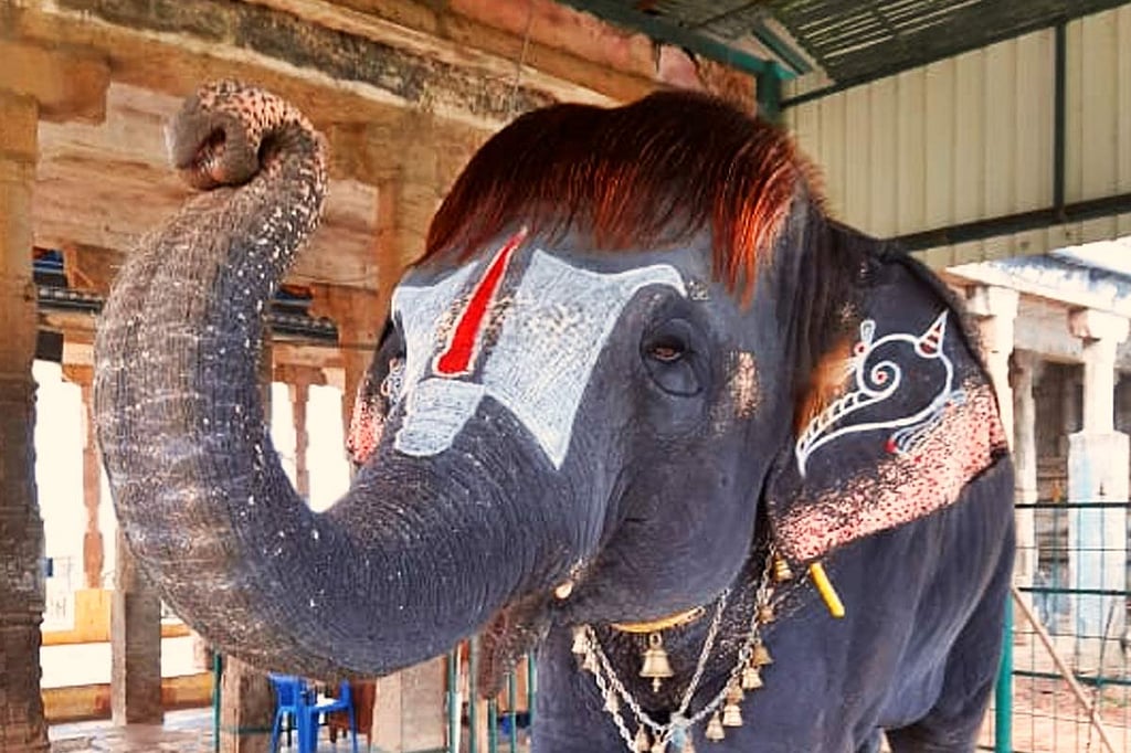 'Bob-cut Sengamalam', an elephant from Tamil Nadu, wows netizens again